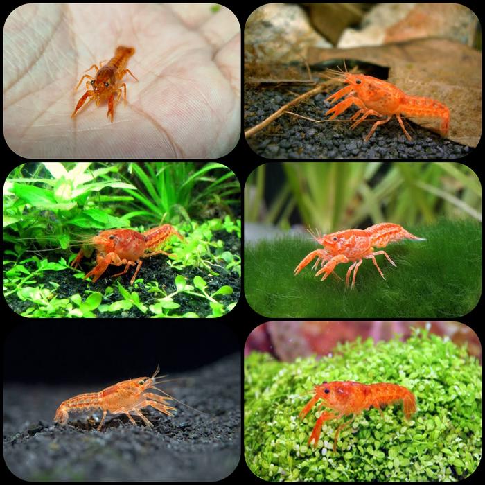 Jual lobster mini mexico/ mexican dwarf crayfish aquarium dan aquascape ...