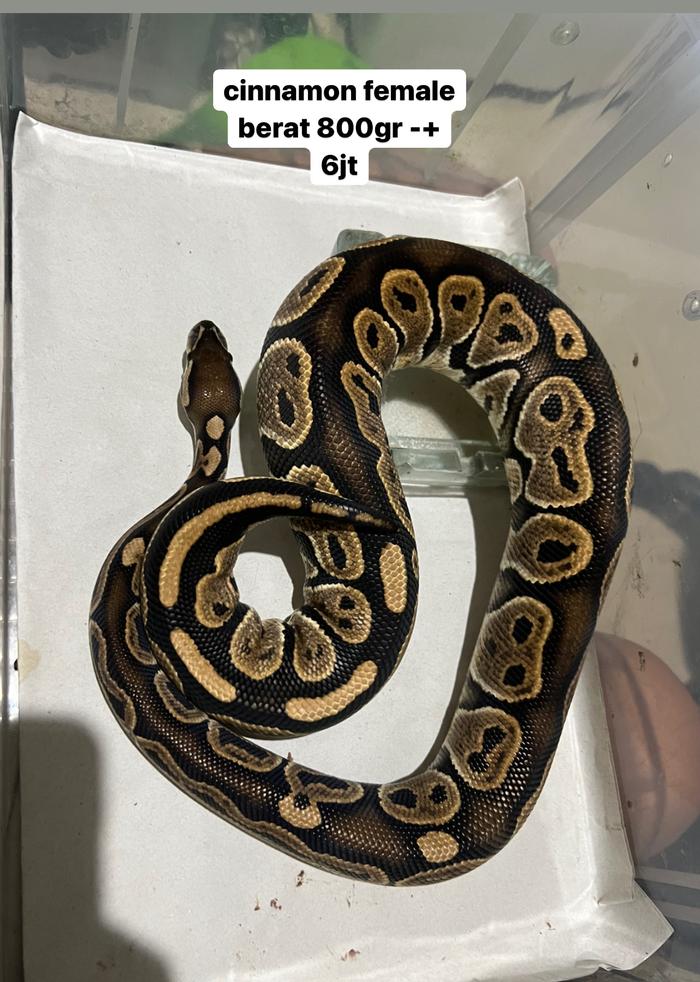 Jual ball python cinnamon / ball phyton cinnamon - Kota Tangerang ...