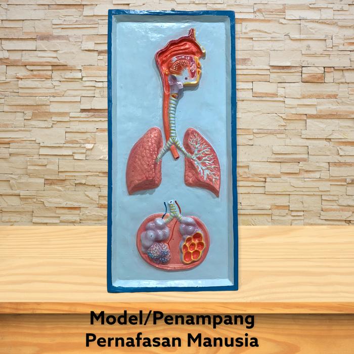 Jual Alat Peraga Sistem Pernafasan Manusia-Alat Peraga Ipa Biologi ...