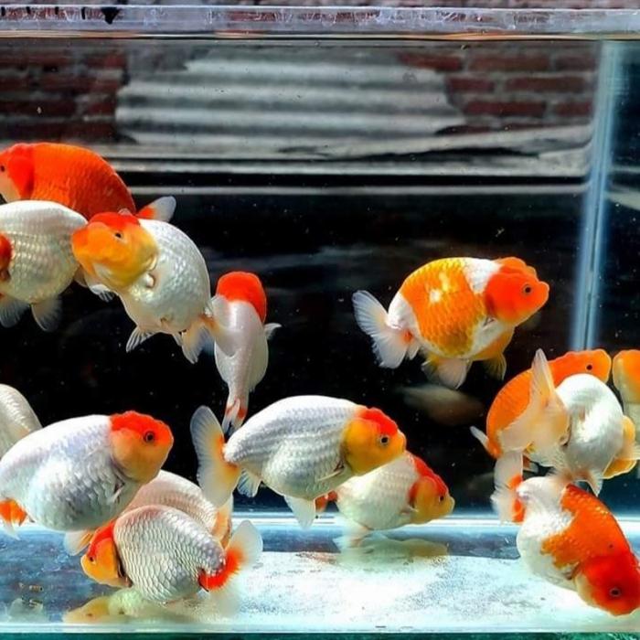 Jual Rancu / ranchu /lionchu red white jambul / ikan mas koki rancu ...
