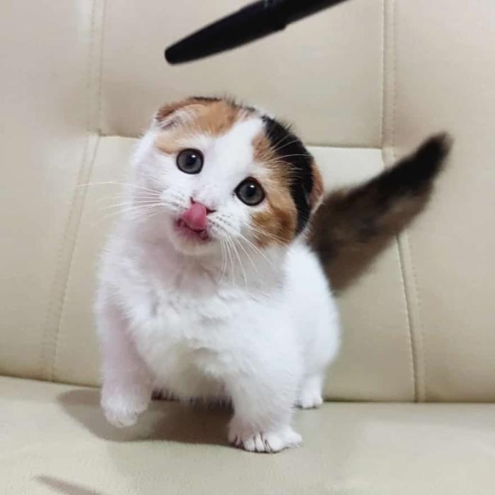 Jual kucing munchkin gaelic fold betina 3 bulan calico - Kota Bandung ...