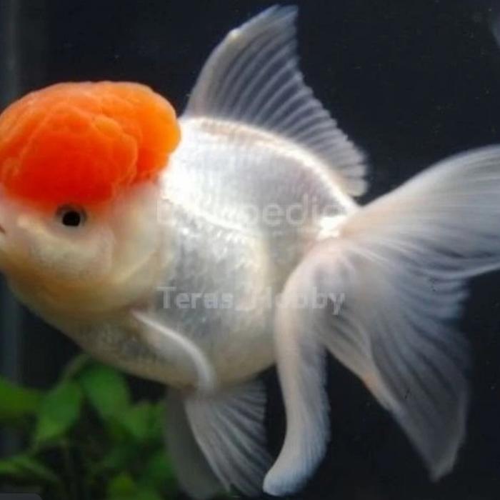 Jual Ikan hias koki Oranda red cap red Jumbo paket 5 ekor - Kota Depok ...