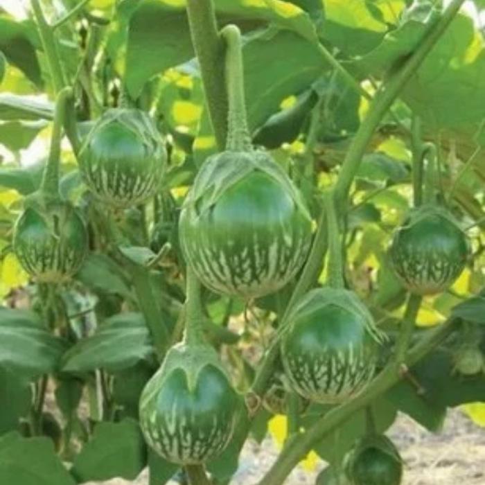 Jual tanaman terong ijo tanaman terong sayur bulat sudah berbuah - Kota ...