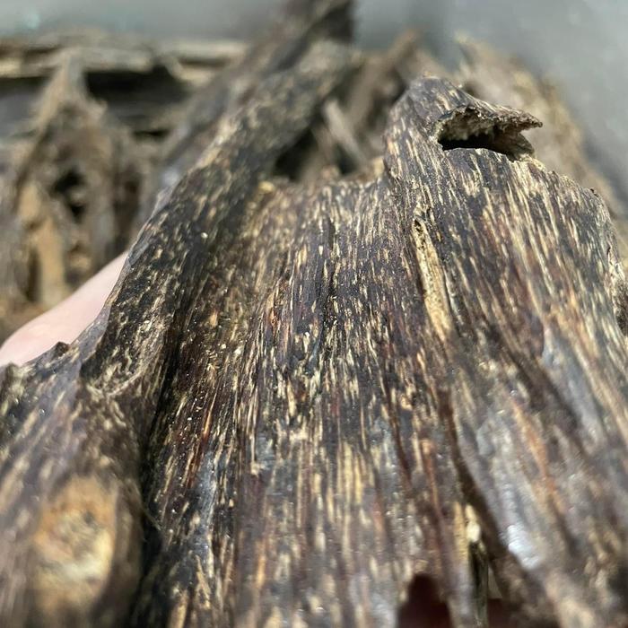 Jual Decor Kayu Gaharu Alami Kynamic Triple Super King - Agarwood ...