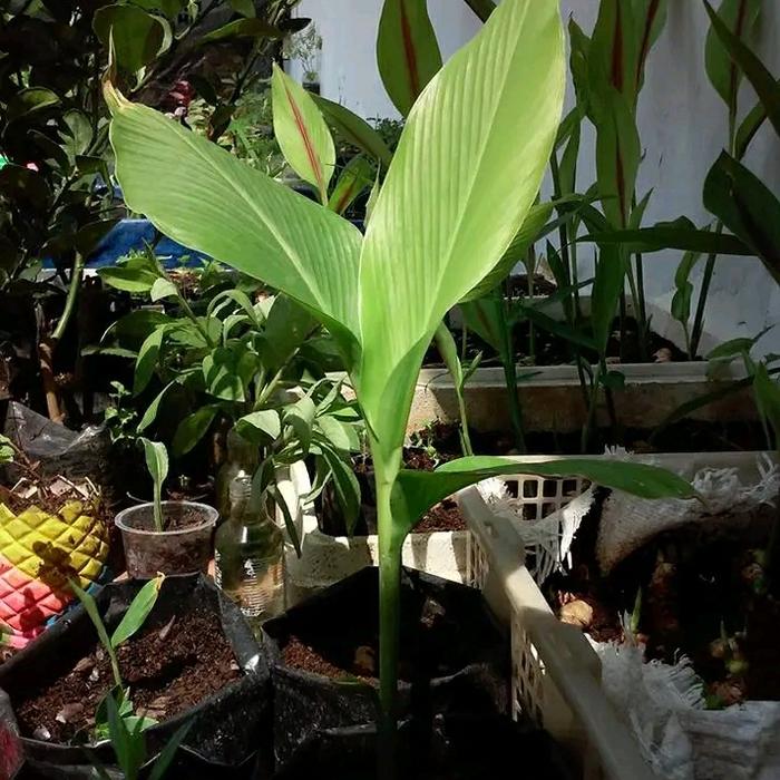 Jual tanaman temu mangga - bibit tanaman temumangga kurkuma - Kab ...