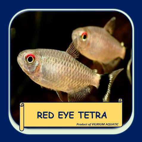 Jual IKAN HIAS AIR TAWAR - RED EYE TETRA (TETRA MATA MERAH) - Jakarta ...