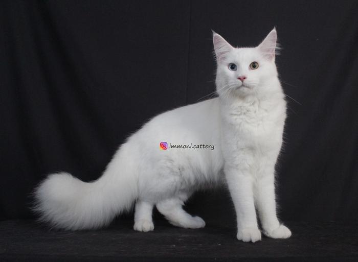Jual Kucing Mainecoon White Solid Odd Eyes Jantan Ped CFA (Invoice ...