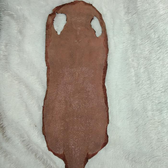 Jual Kulit Lembaran Asli Ikan Pari Warna Tembus Coklat Muda - Kab ...