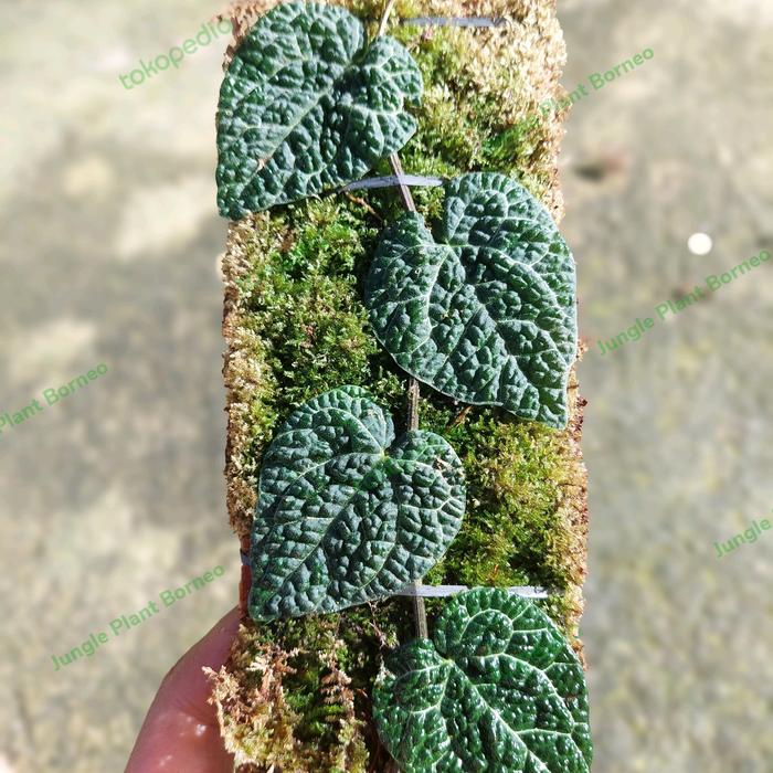 Jual Piper sp tanaman/tanaman hias/pictus/tanaman merambat - Kab ...