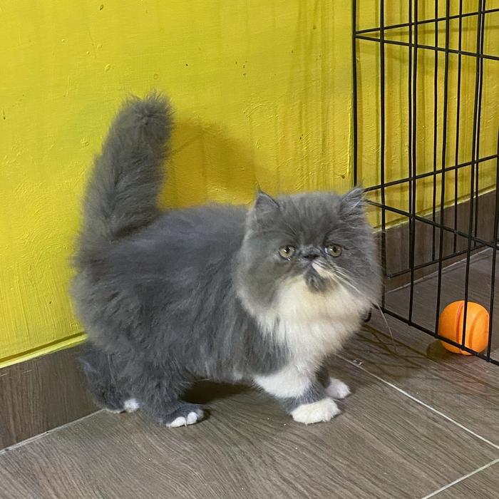 Kucing Anggora Abu Abu