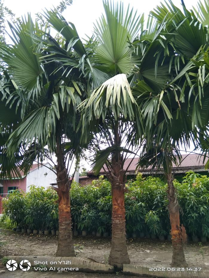 Jual Tanaman Hias Outdoor Palm Sadeng - Kota Medan - karyahijau | Tokopedia