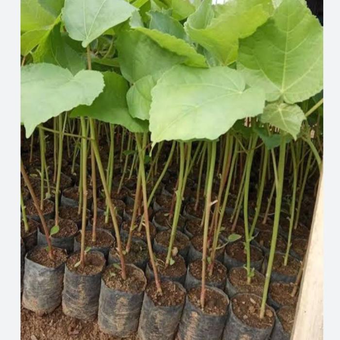 Jual bibit pohon balsa benih kayu - Kab. Kediri - Duta Bibit ...