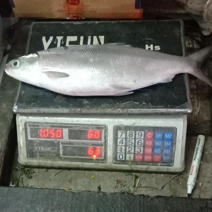Jual ikan bandeng besar segar 1 kg - Jakarta Barat - samudrapasar ...