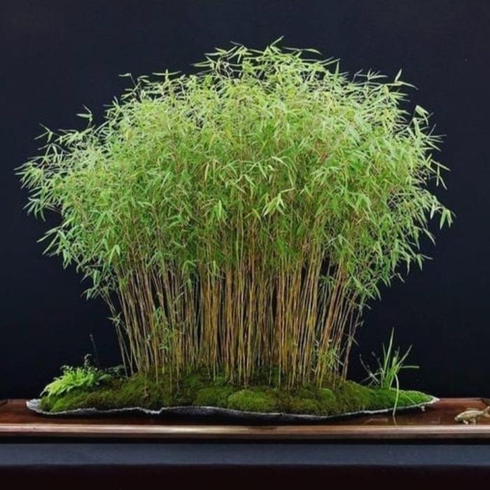 Jual Bonsai Mame Bambu Mini Super Micro JAPAN || ORIGINAL - Kab ...