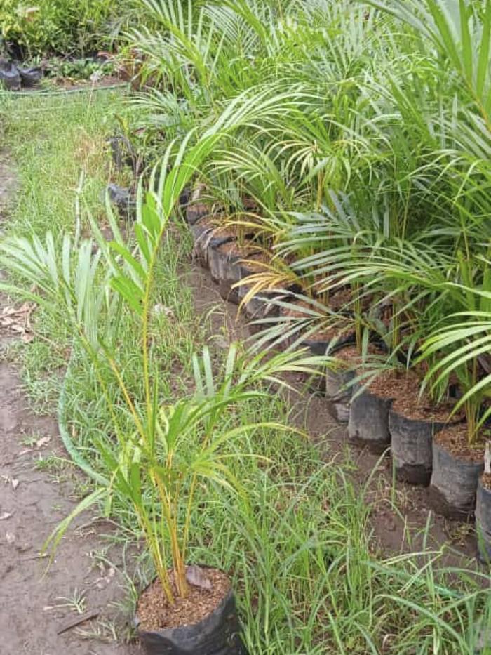 Jual Tanaman hias palem kuning pohon palm kuning - Kota Bogor - Tani ...