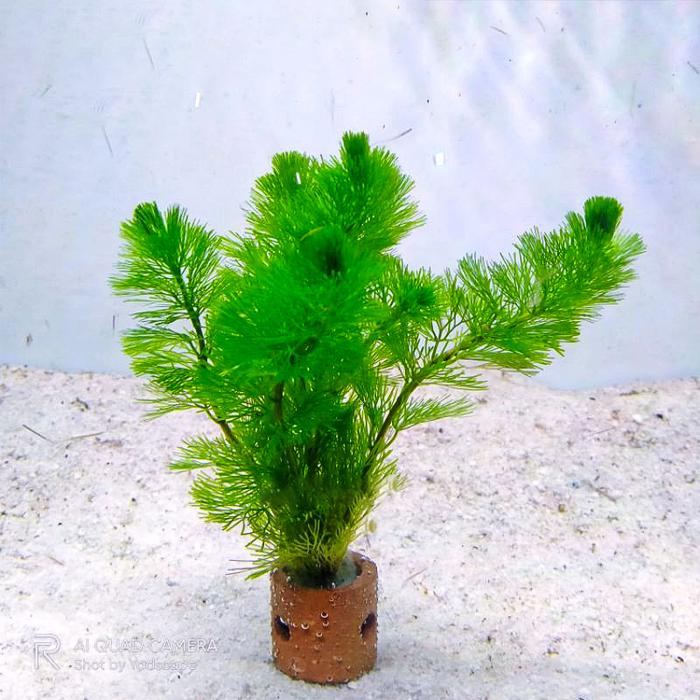 Jual Cabomba Caroliniana Green / Kabomba / Tanaman Aquascape Hijau - Kota Tangerang - CGK Online ...