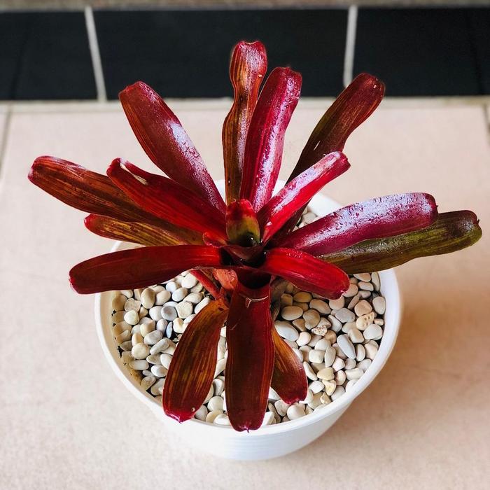 Jual Tanaman hias Bromelia merah - Beromelia Neo Aztec - beromelia ...