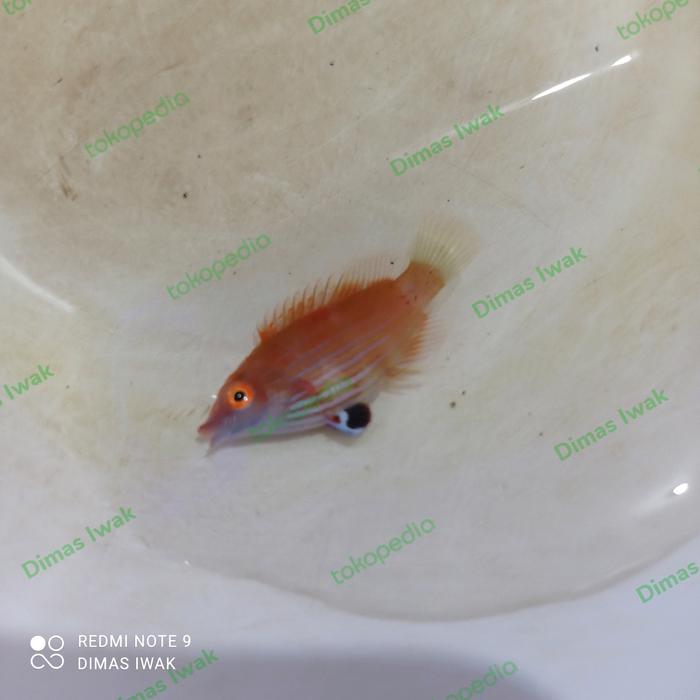 Jual Ikan Hias Laut | Keling Liris Asli | Pseudocheilinops ataenia ...