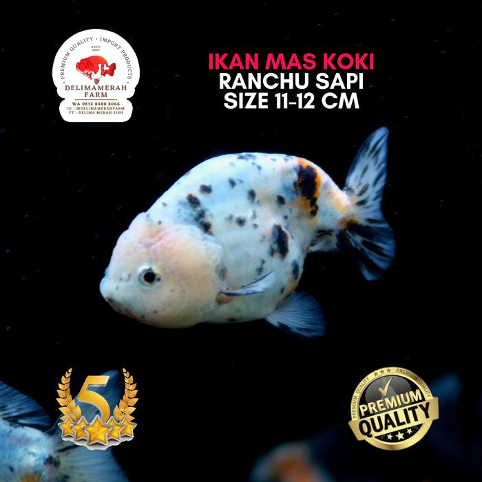 Jual IKAN MAS KOKI RANCHU SAPI 11-12 CM PILIHAN TERBAIK DAN BERGARANSI ...