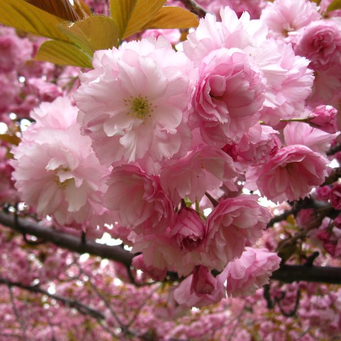 Jual Benih Bibit Bunga Sakura Jepang - Japanese Flowering Cherry Tree - Jakarta Selatan - Tirta ...
