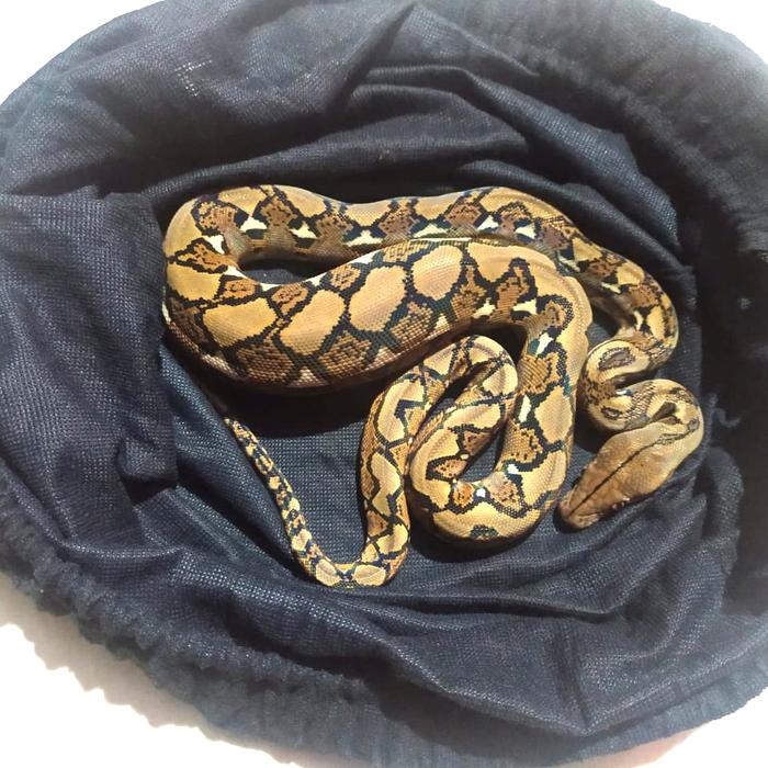 Jual beby retic CB - Kab. Magetan - rodjo rept | Tokopedia