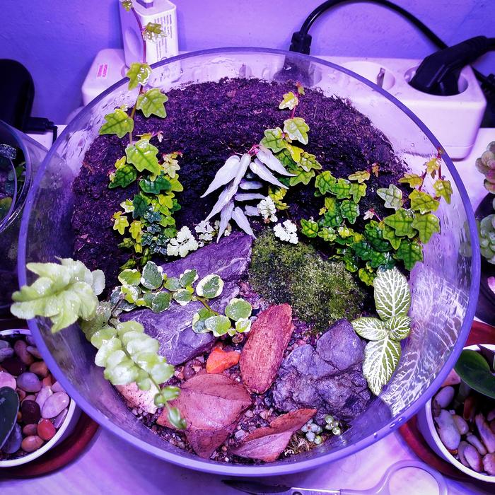 Jual Ficus Pumila Quercifolia/thunbergii/ String Of Frogs - Viva ...