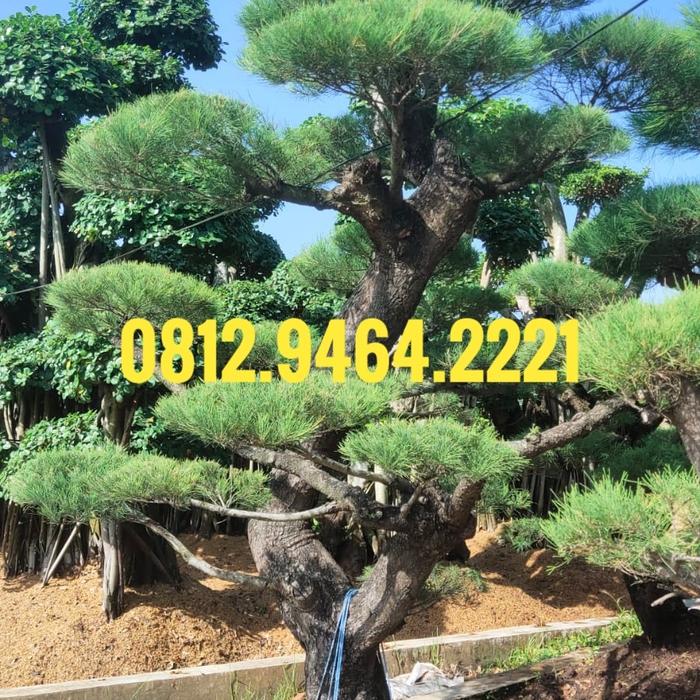 Jual Pohon Bonsai Cemara Udang Batang Besar Taman Minimalis Free Ongkir ...
