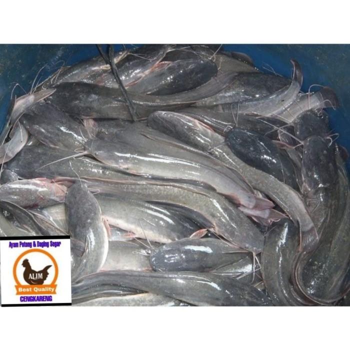 Jual Ikan Lele Segar (Fresh Cat FISH) - Jakarta Barat - SANTOSO AYAM ...