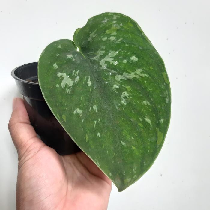 Jual scindapsus pictus baticon exotica variegata - Kab. Sleman ...