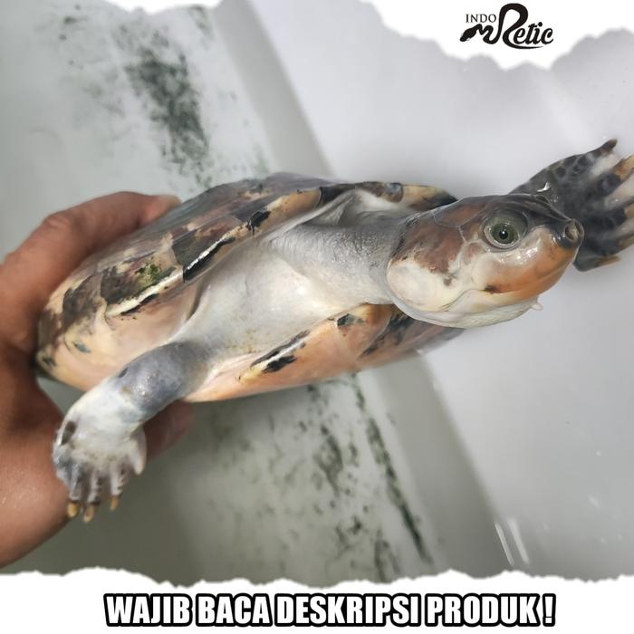 Jual KURA UNIFILIS MORPH ( PIED / CALICO ) SUPER DUPER RARE - Kota Surabaya - INDORETIC | Tokopedia