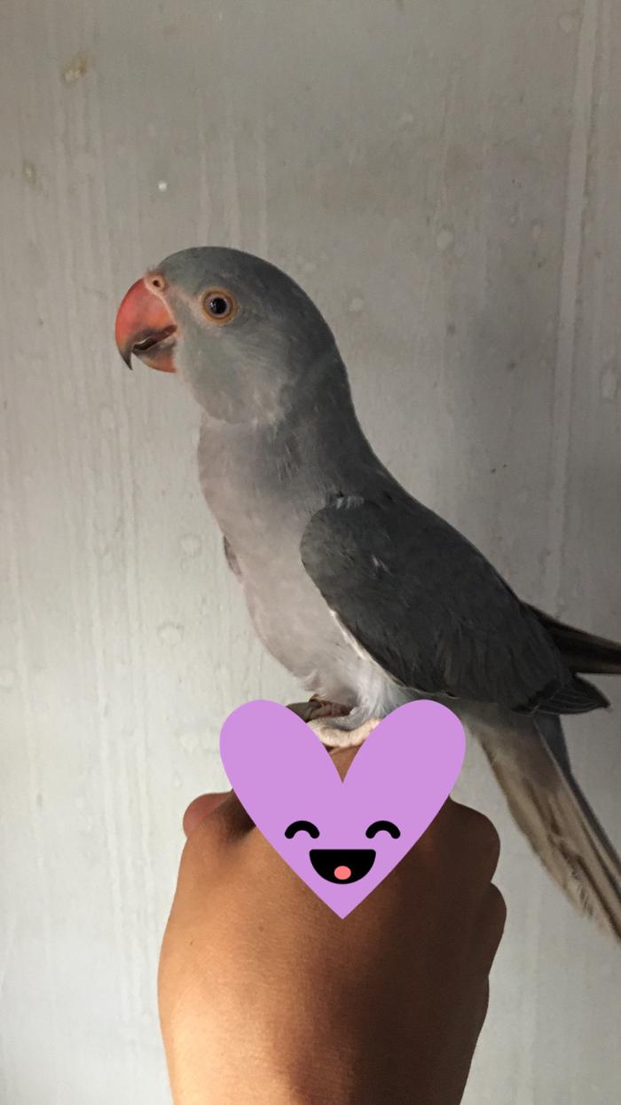 Jual Indian ringneck jinak grey - Kota Bandung - Burung-burung | Tokopedia