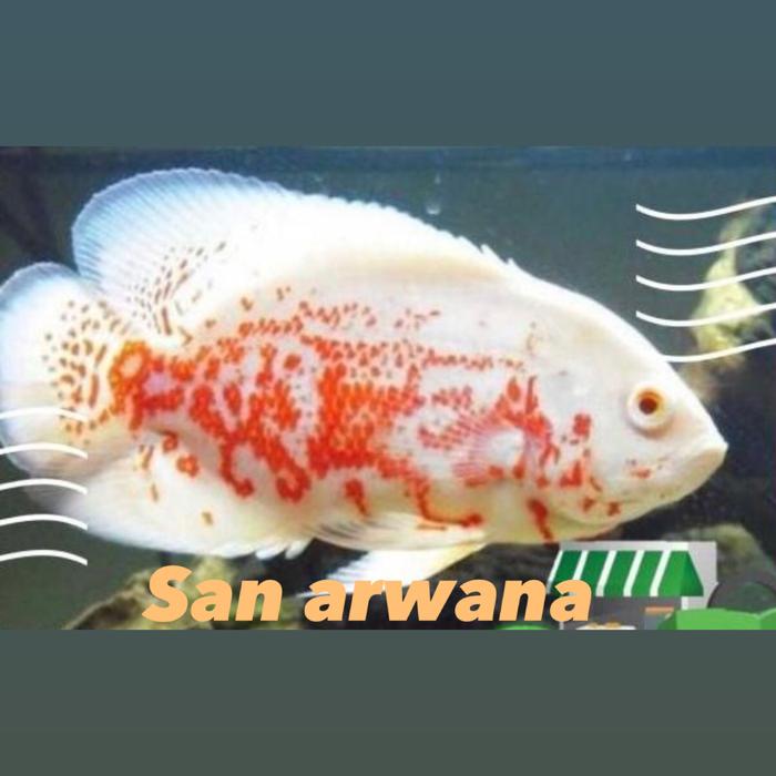 Jual ikan oscar paris batik tiger albino batik red good marking ...