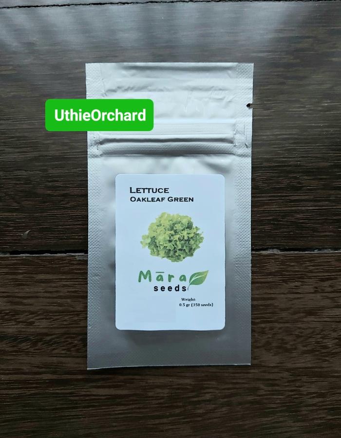 Jual Mara Seeds - Lettuce (Selada) Oakleaf Green (350 seeds) - Kota ...