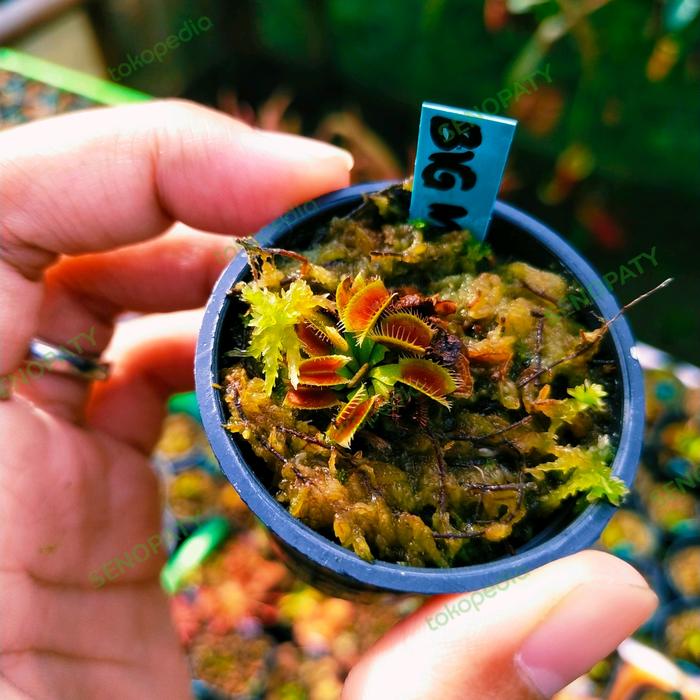 Jual Venus Fly Trap Big Mouth Venus FlyTrap Big Mouth Size Kecil - Kab ...