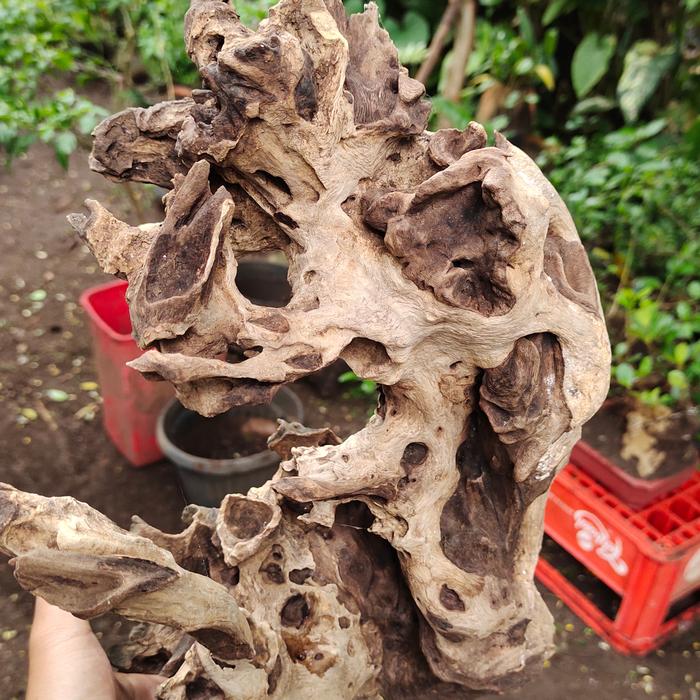 Jual BAHAN BONSAI KAYU MATI TANUKI HASIL ALAM - Kab. Purwakarta ...