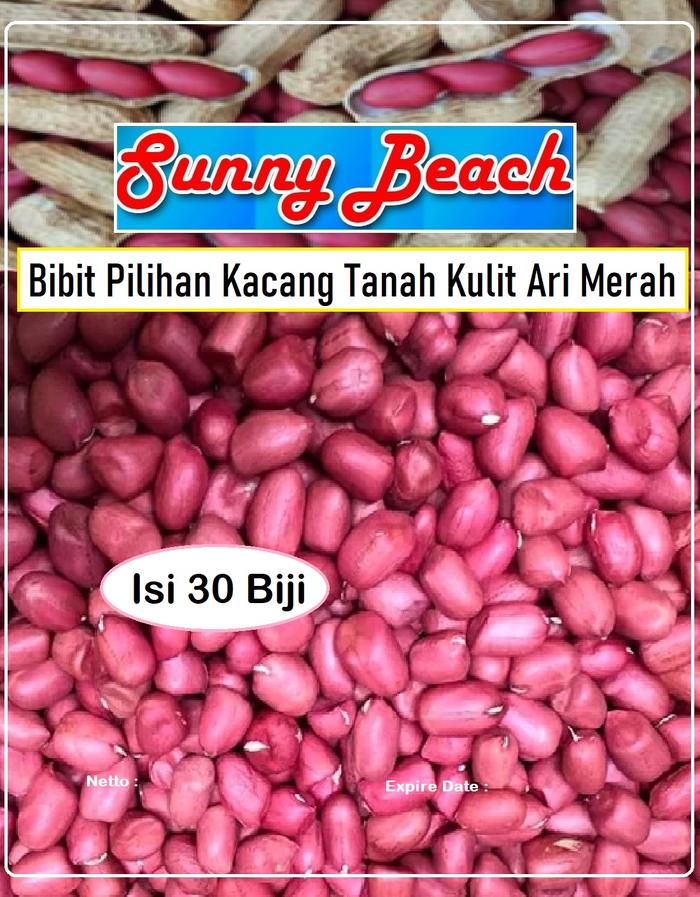 Jual Bibit Pilihan Kacang Tanah Kulit Ari Merah|Bibit Kacang Tanah ...