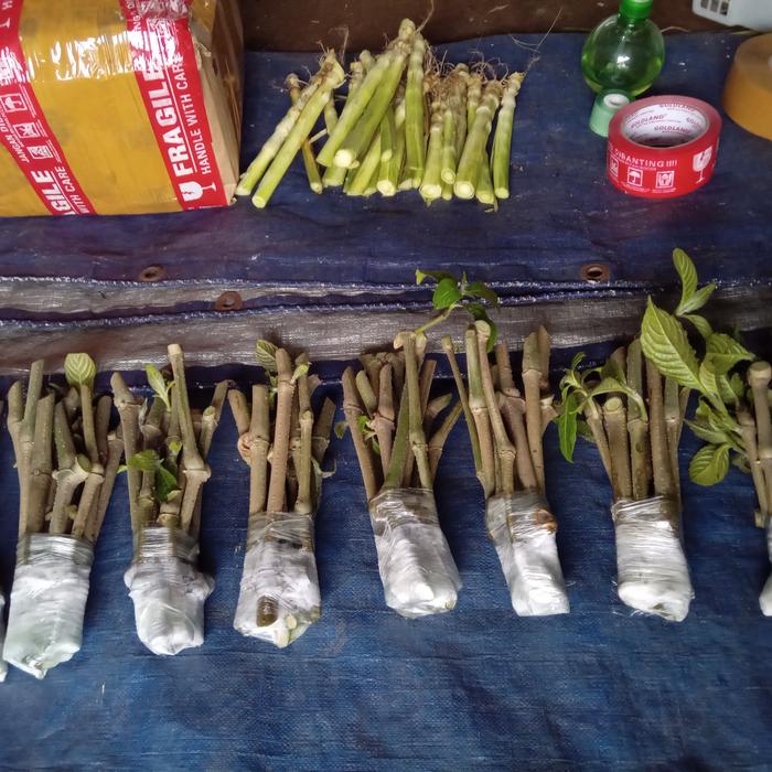 Promo BIBIT STEK TRICHANTERA GIGANTEA PAKAN TERNAK KELINCI DOMBA ...