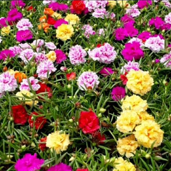 Jual tanaman hias sutra bombay bunga tumpuk - Kota Tangerang Selatan ...