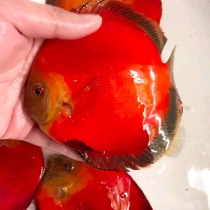 Jual discus san merah bluerim 4inch/ikan hias discus air tawar - 3inch ...
