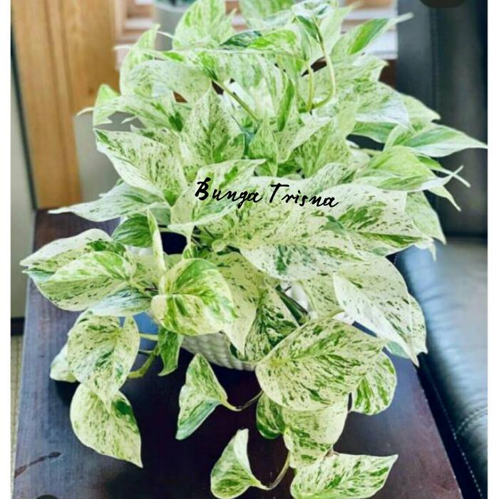 Jual Tanaman hias SriGading Marble Varigata / Marbel Queen Varigata ...