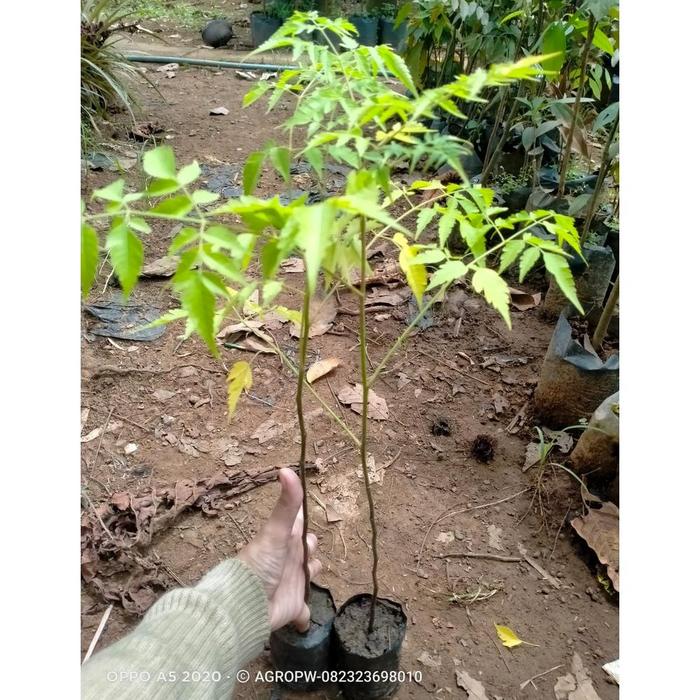 Jual Bibit Tanaman Mindi - Tanaman Peneduh Jalan Hingga Tanaman Obat ...