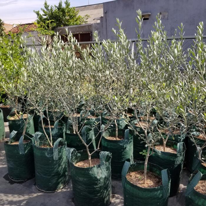 Jual Pohon Zaitun Olive Tree 70cm - Kab. Bekasi - Aiza Flora | Tokopedia