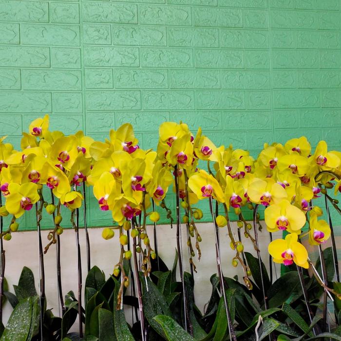 Jual Rangkaian Bunga Anggrek Bulan / Orchid ( Bunga Segar Jakarta ...