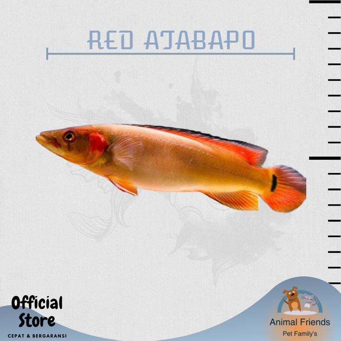Promo Red Atabapo / Ikan Hias Air Tawar / Ikan Predator Ukuran 8-10 Cm ...