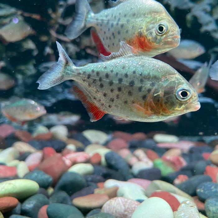 Jual ikan piranha rbp - Kab. Tangerang - Joe's Fish | Tokopedia