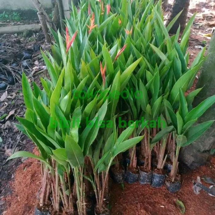 Jual bibit tanaman hias pisang pisangan bogor - ladyday - heliconia ...