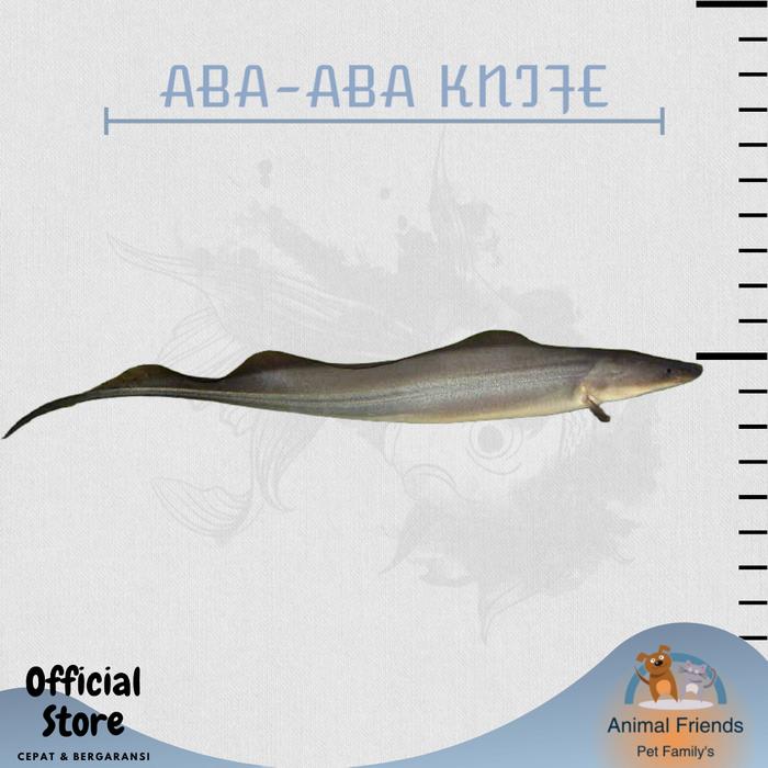 Promo Ikan Hias Aba-Aba Knifefish / Ikan Hias Predator Cicil 0% 3x ...