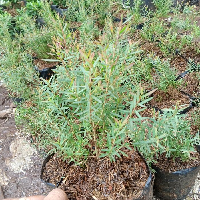 Jual tanaman minyak kayu putih - bibit pohon minyak kayu putih - Kab ...