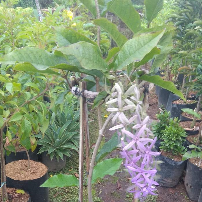 Jual Blue petrea volubilis - Kab. Bandung Barat - QR FLORIST | Tokopedia