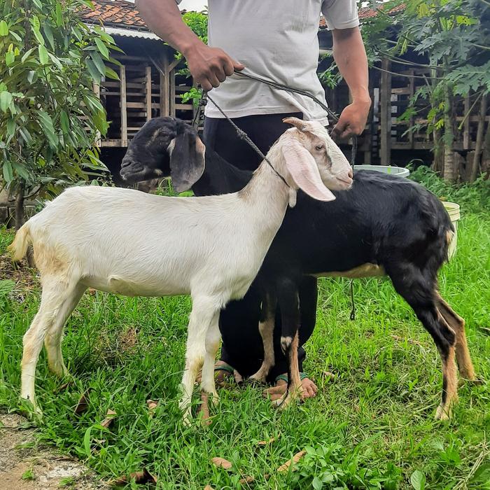 Jual 3 Ekor Kambing atau Domba Jantan dan Betina/ Kambing dan Domba Hidup - Kota Depok - SanTri ...